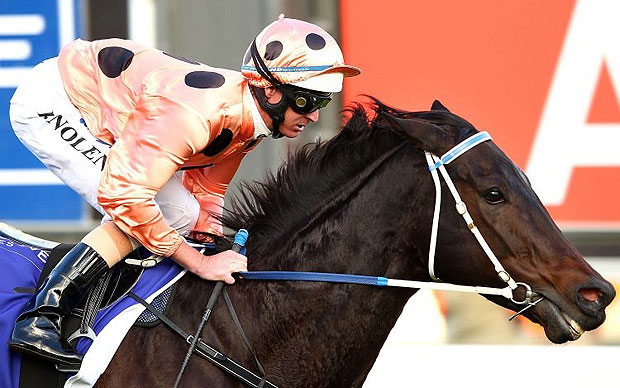 Black Caviar | The Racing Horse